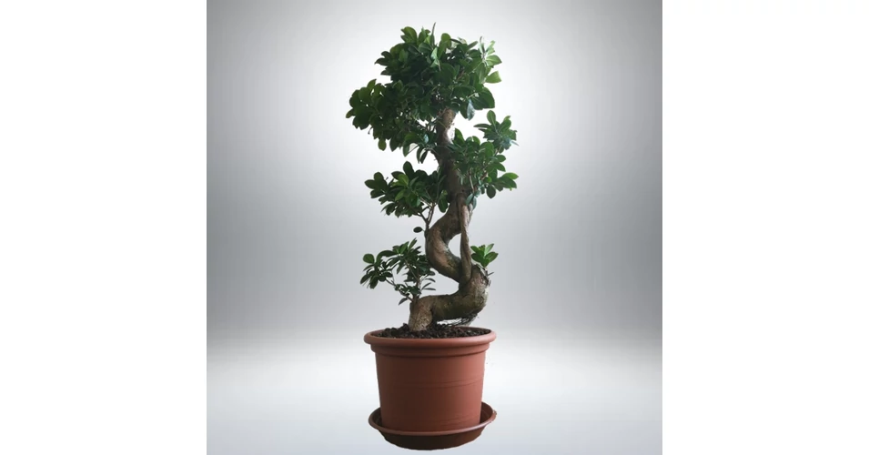 ficus ginseng bonsai 90 cm.jpg ficus ginseng bonsai 90 cm.jpg